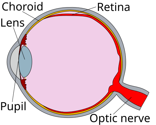 RETINAL DETACHMENT – Eagleview Eye Clinic
