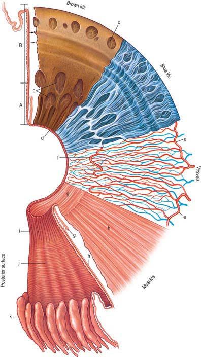 LAYERS OF THE IRIS – Eagleview Eye Clinic