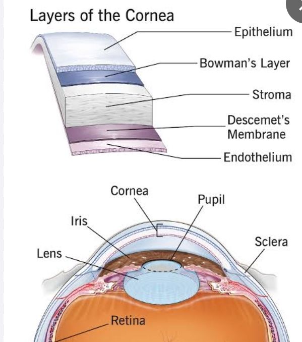 LAYERS OF THE CORNEA – Eagleview Eye Clinic